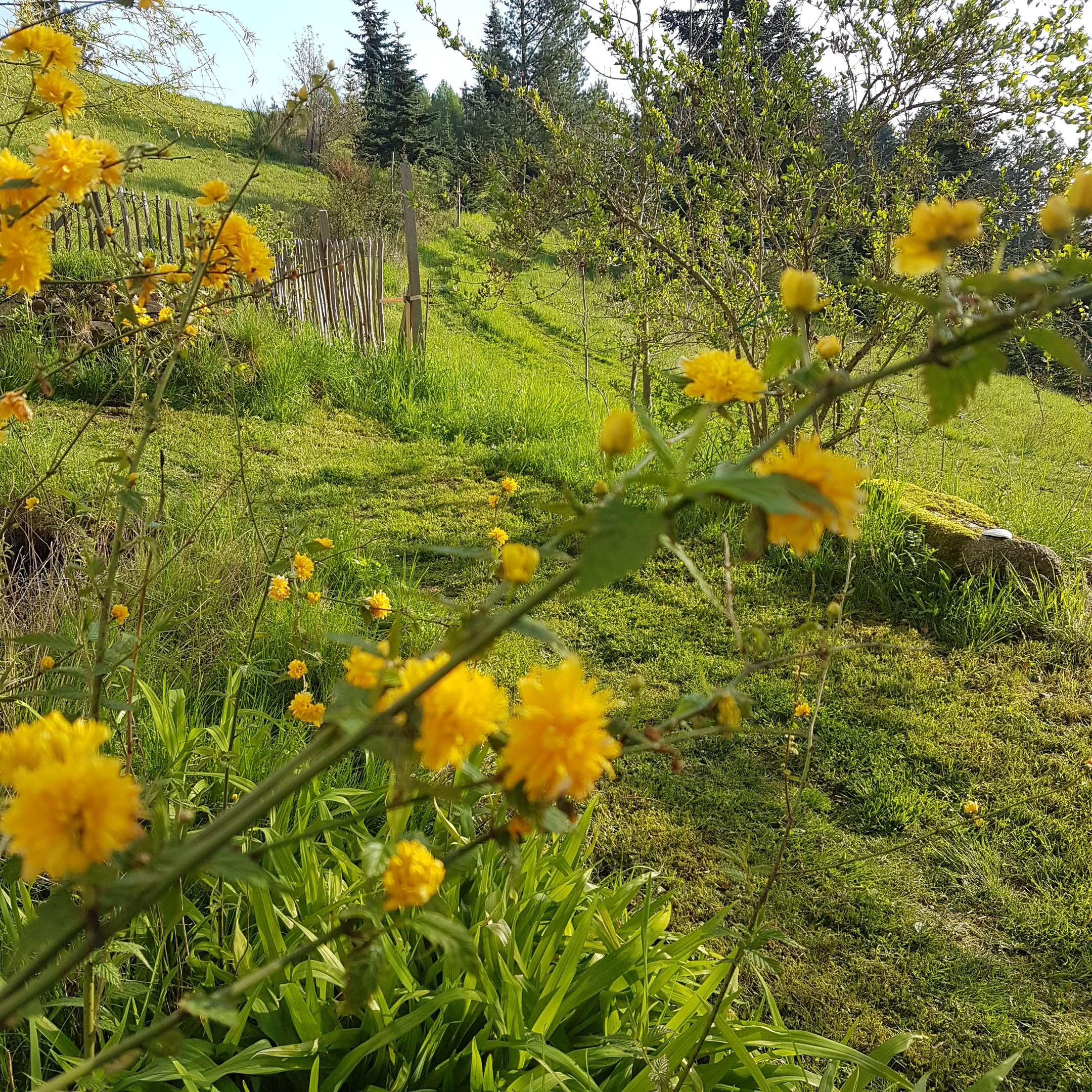 Bunte Frühlingsmeditation • Heilsames Intuitives Malen & Freie Herzenskunst